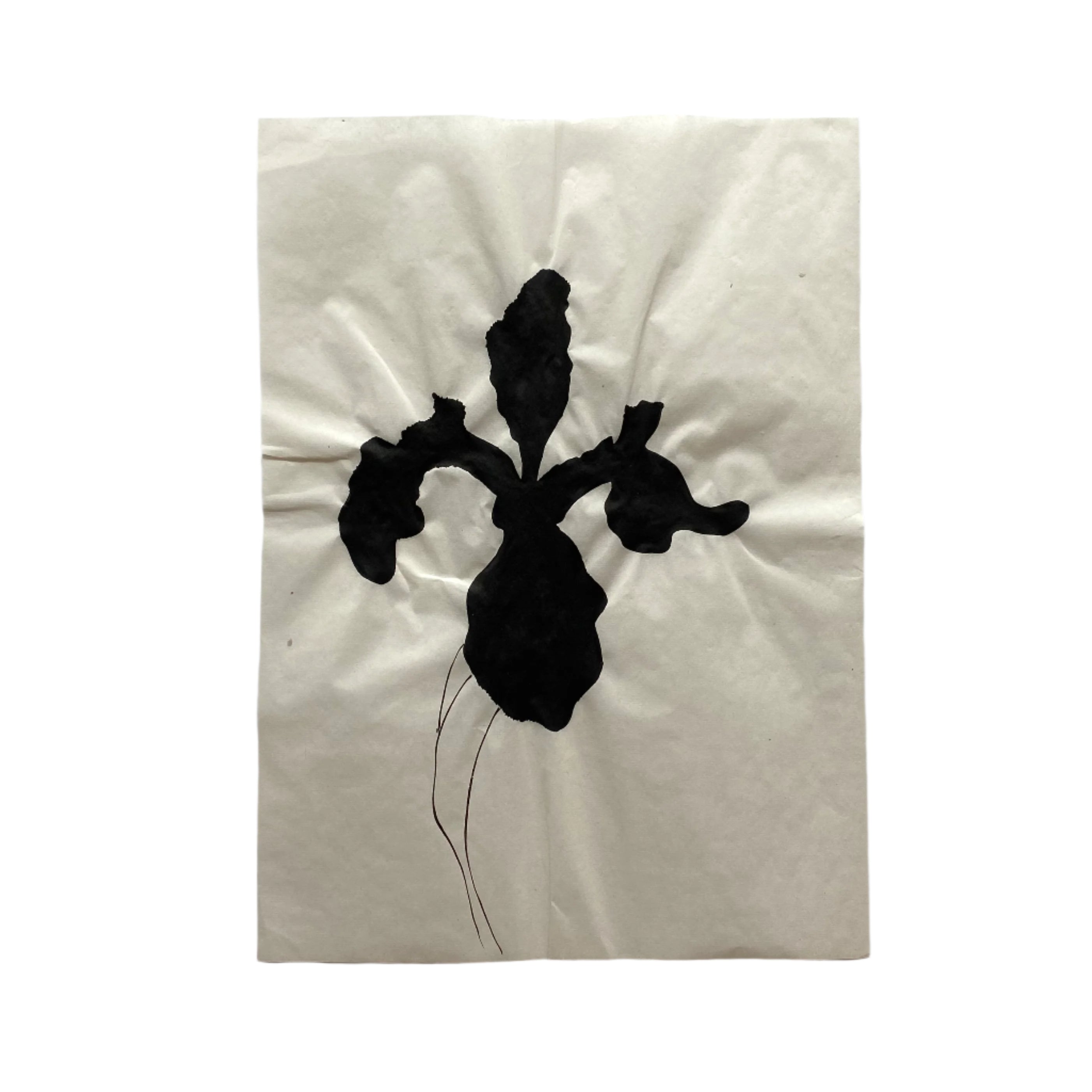 Iris Ink Drawings #2 | Graphic Rewilding | Helm Gallery