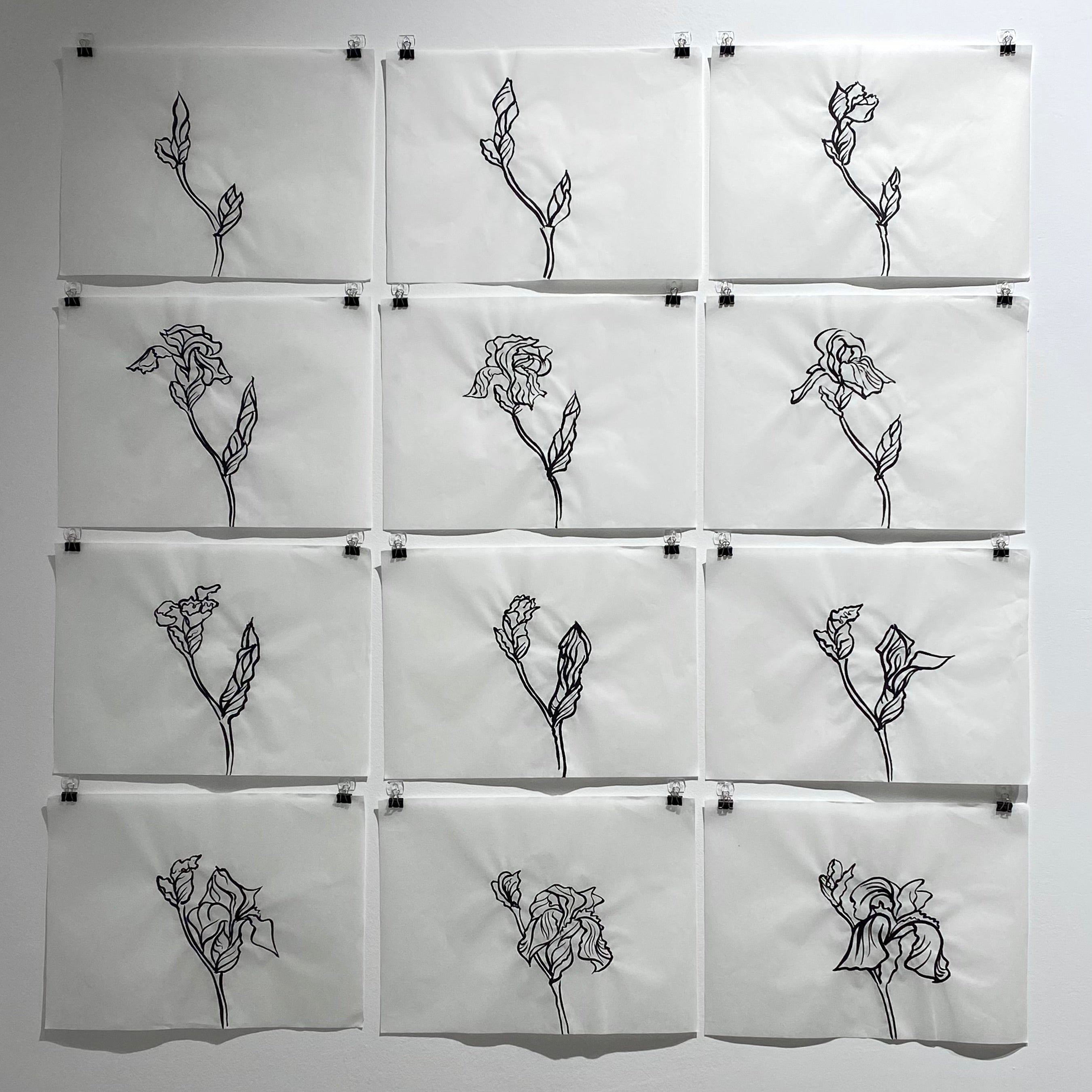 Iris Ink Drawings #1 | Graphic Rewilding | Helm Gallery