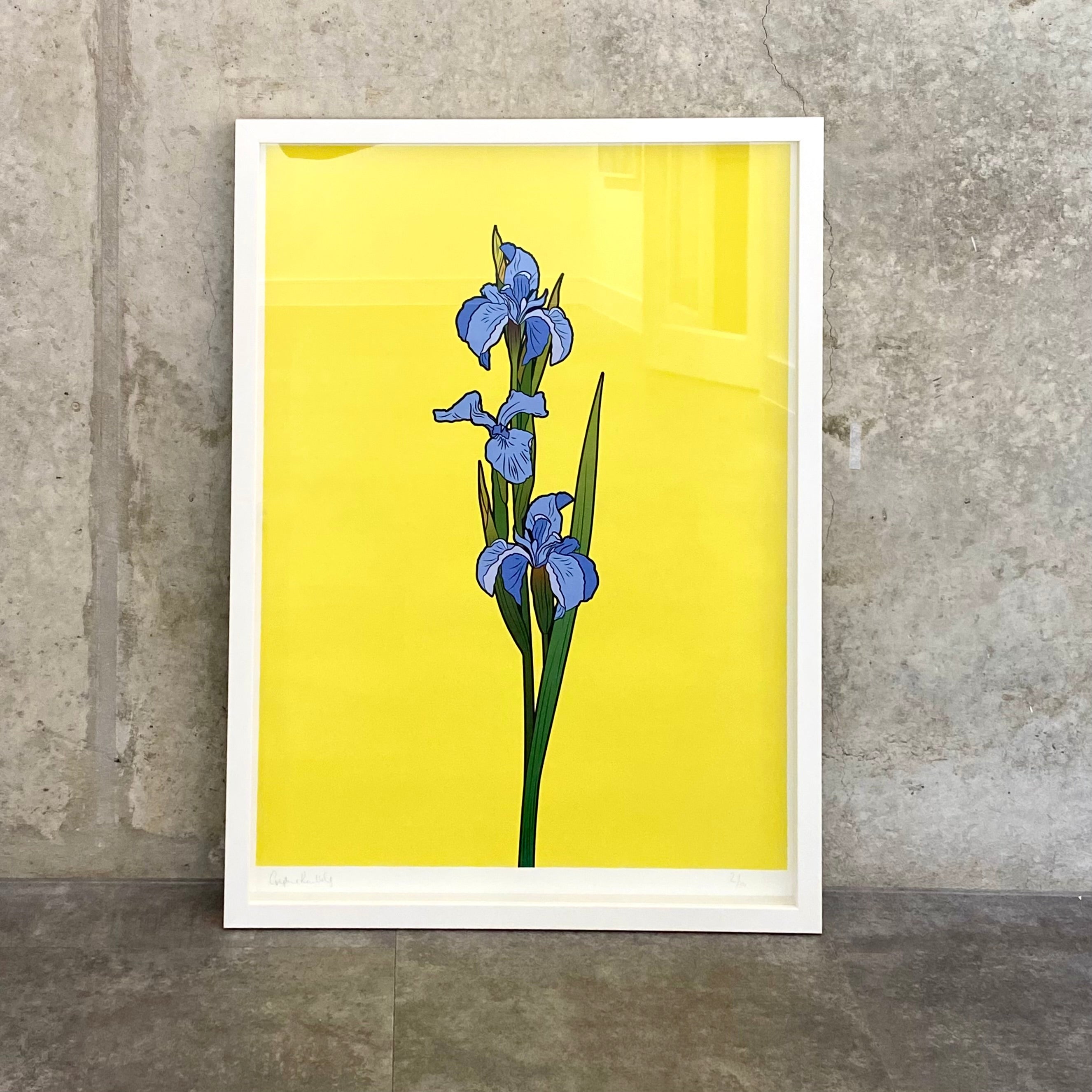 IRIS 45 (Yellow) | Graphic Rewilding | Helm Gallery